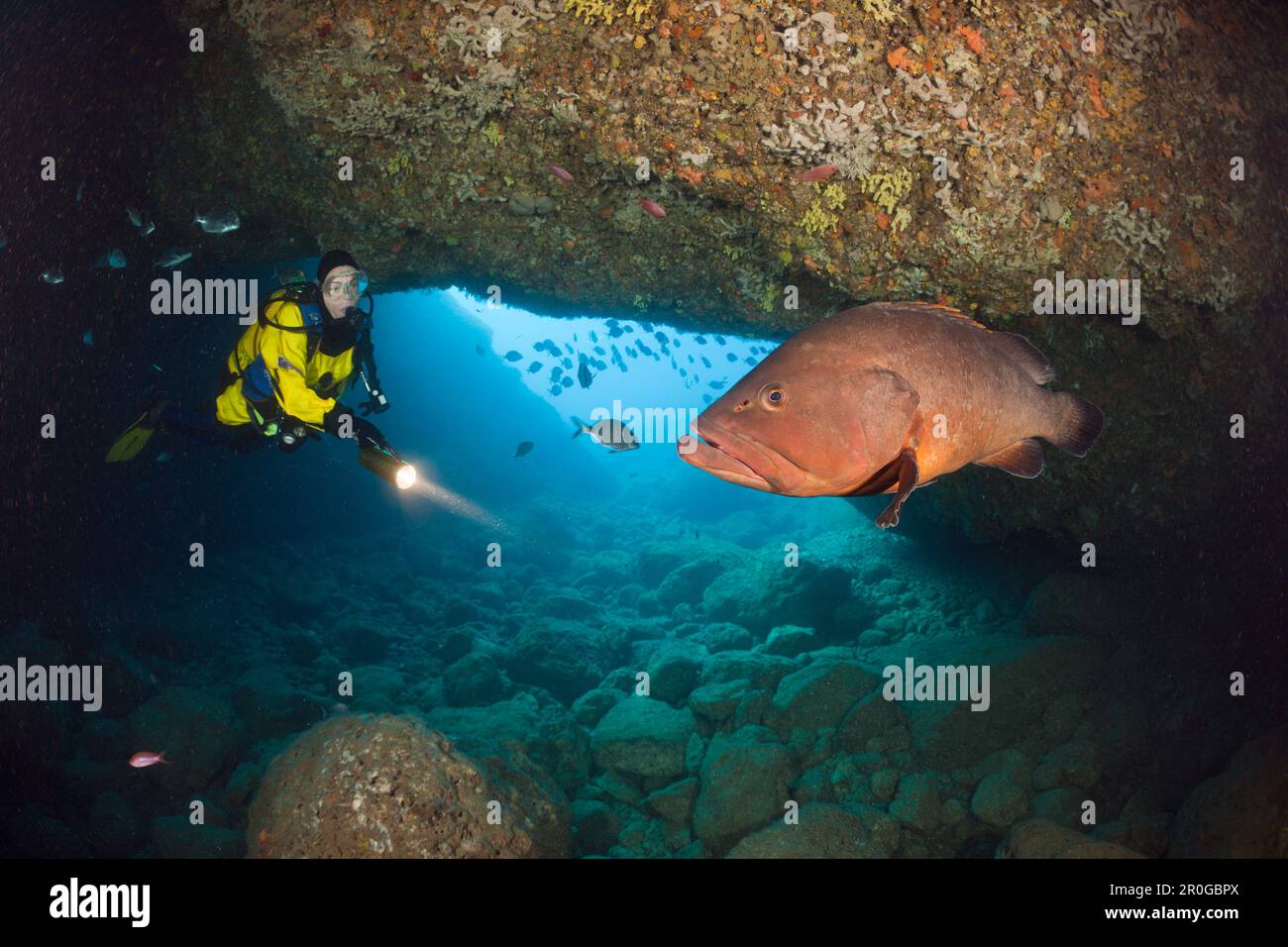 Scuba Diver and Dusky Grouper in Cave, Epinephelus marginatus, Dofi ...