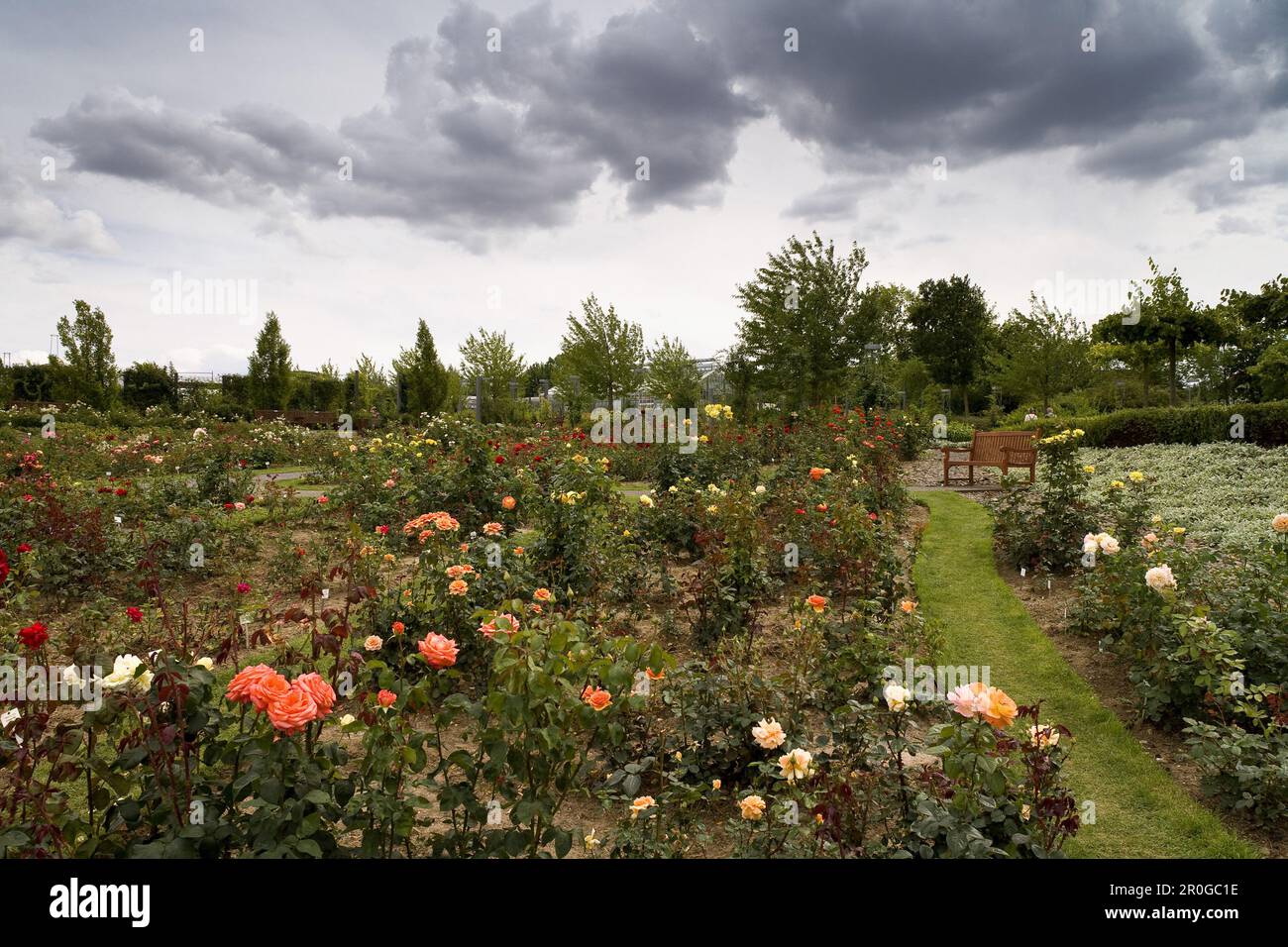 Europa Rosarium in Sangerhausen, the largest collection of roses in the ...