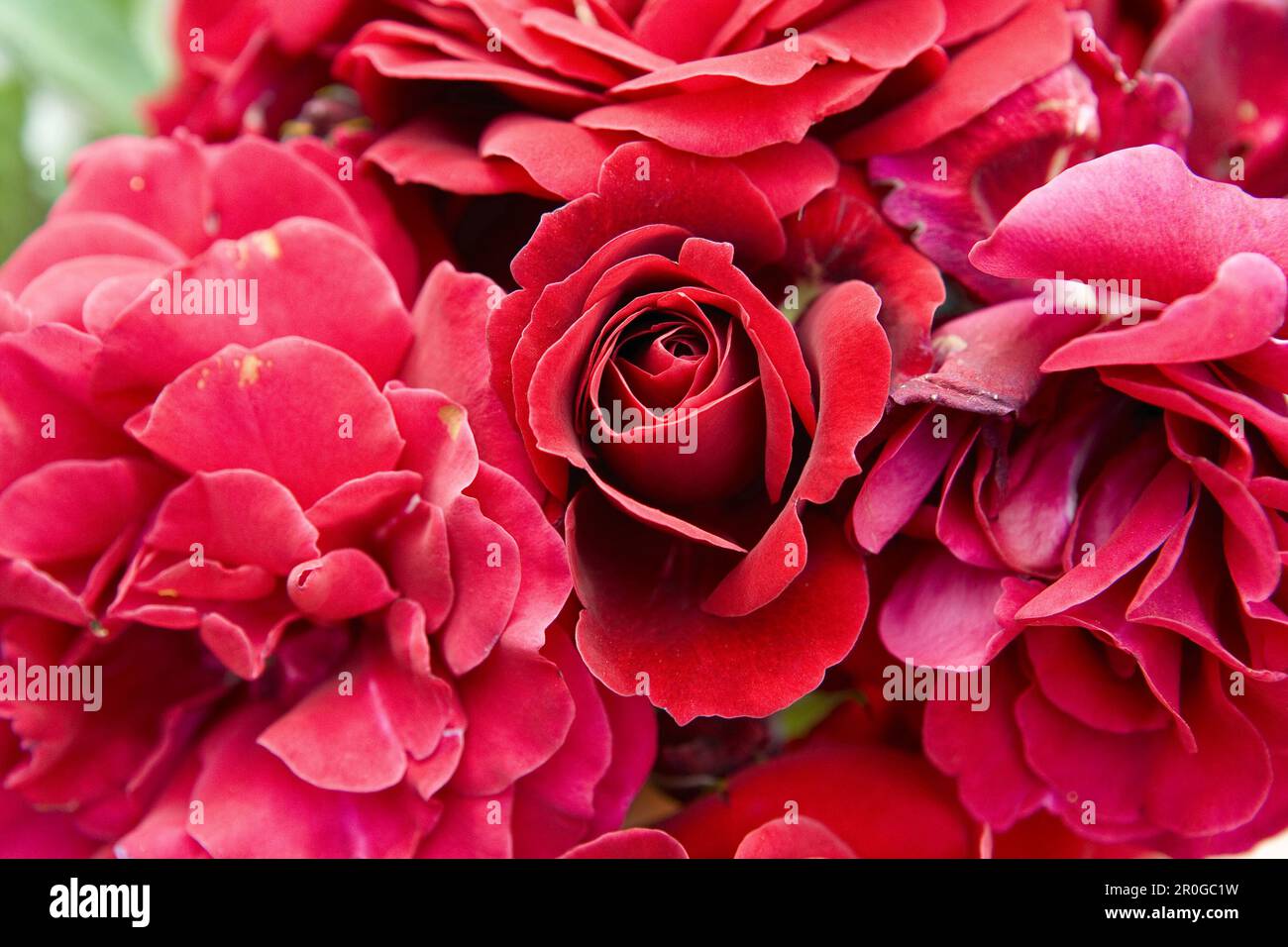 Europa Rosarium in Sangerhausen, the largest collection of roses in the ...