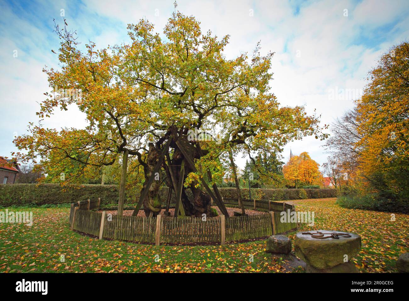 Vehm oak tree, Erle, Muensterland, North Rhine-Westphalia, Germany ...