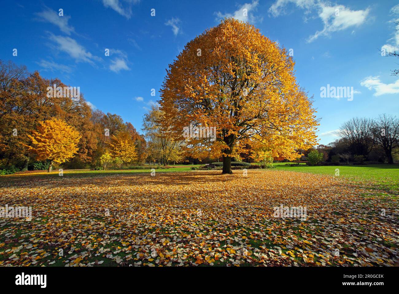 Lime tree in castle park, Huelshoff castle, Havixbeck, Muensterland ...