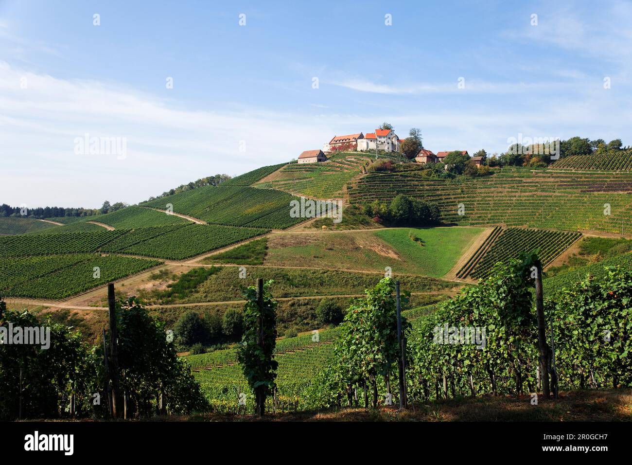 Vineyard and castle staufenberg hi-res stock photography and images - Alamy