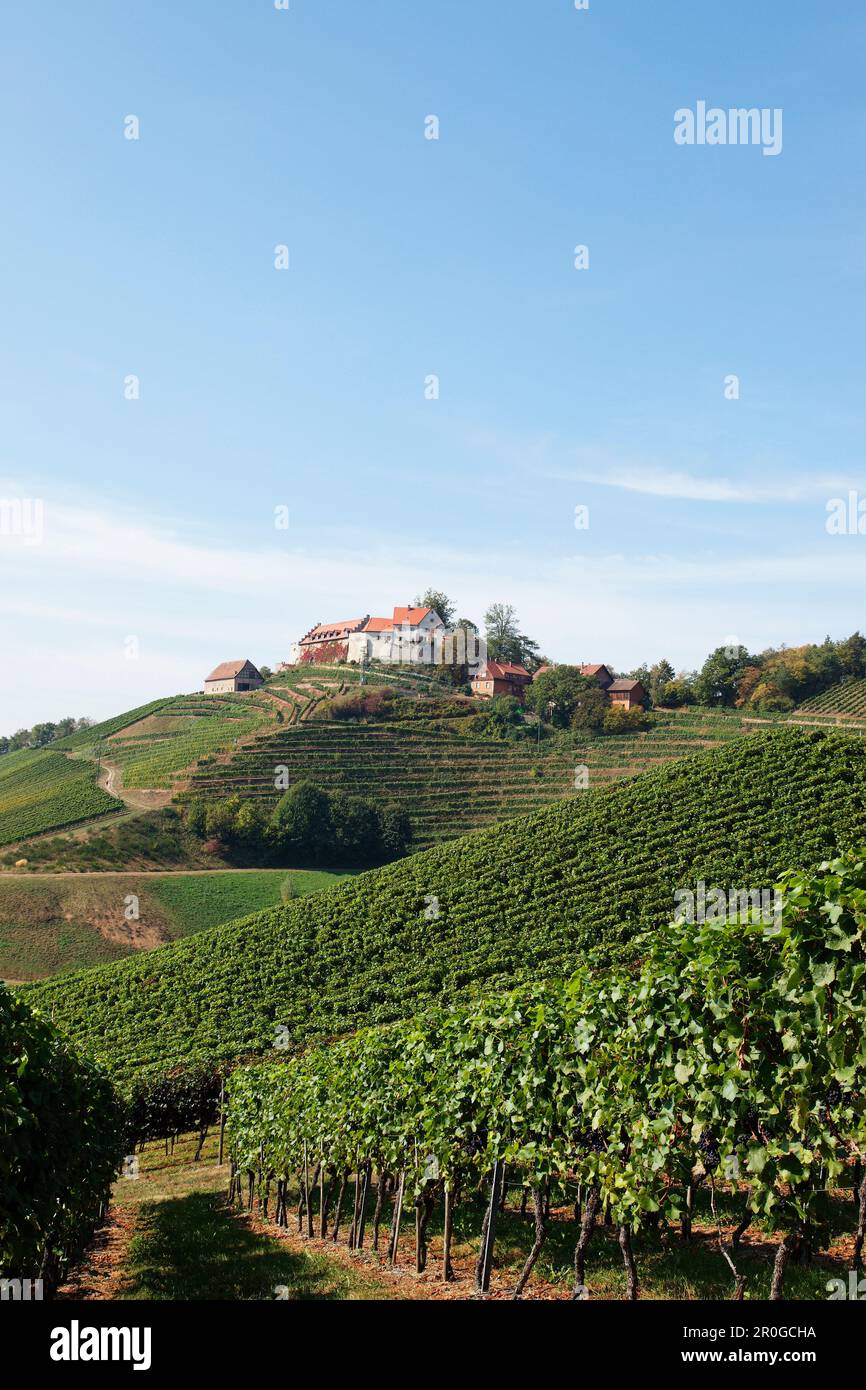 Staufenberg castle, Durbach, Baden-Wurttemberg, Germany Stock Photo - Alamy