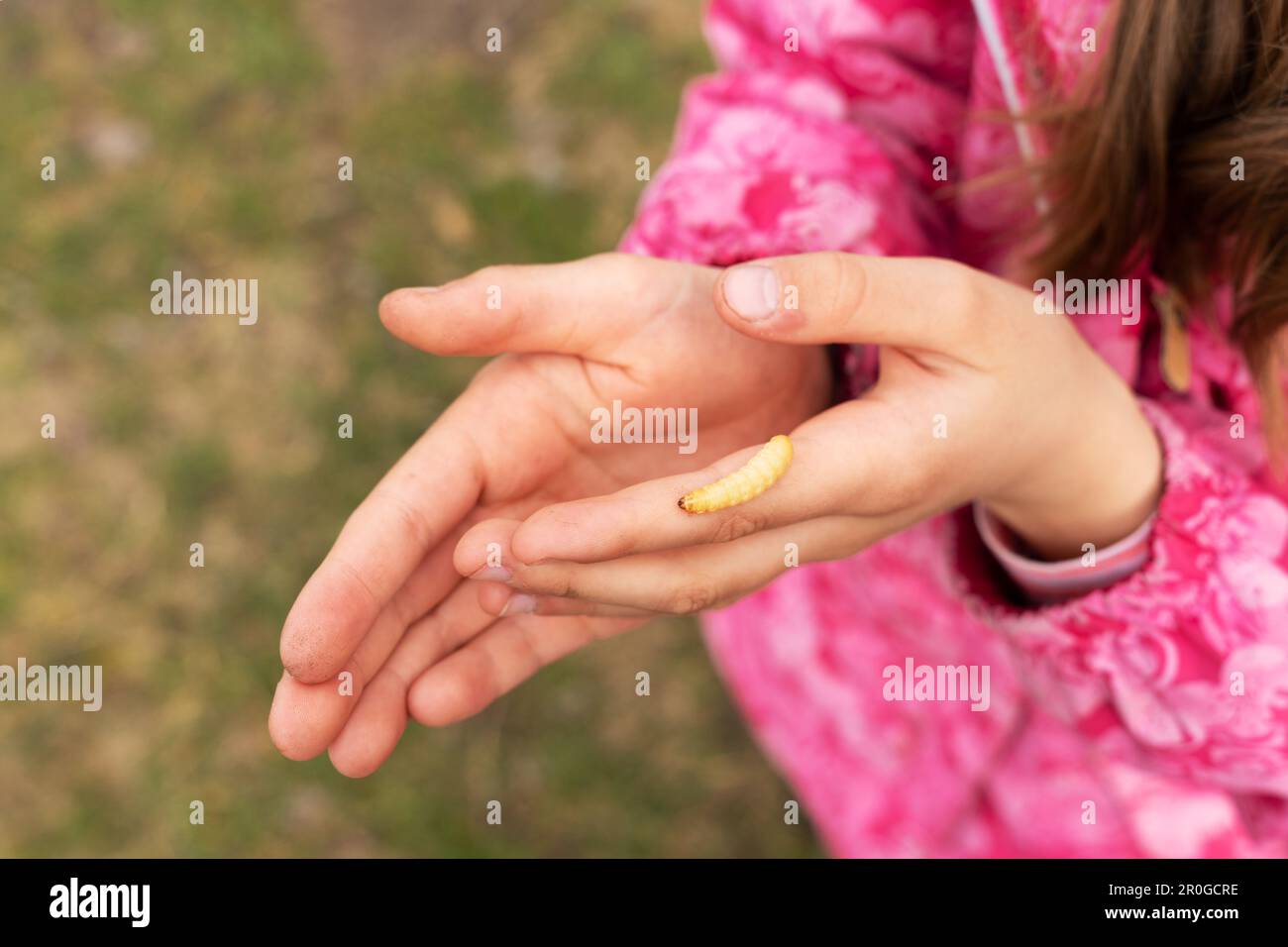 The girl's hands fearlessly hold a bee larva insect for fishing ...