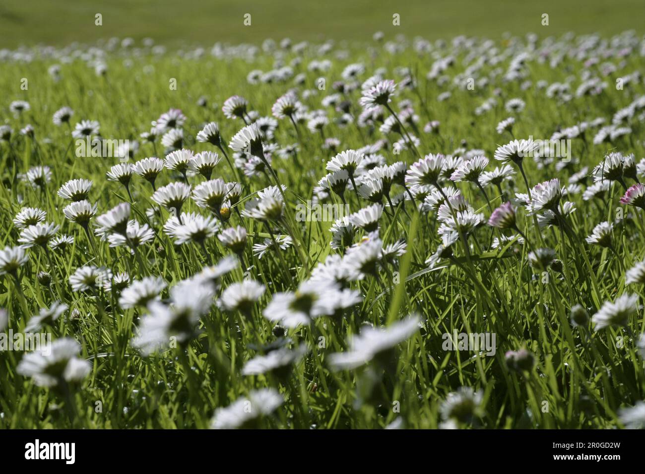 Green field with daisies, Bavaria, Germany Stock Photo - Alamy