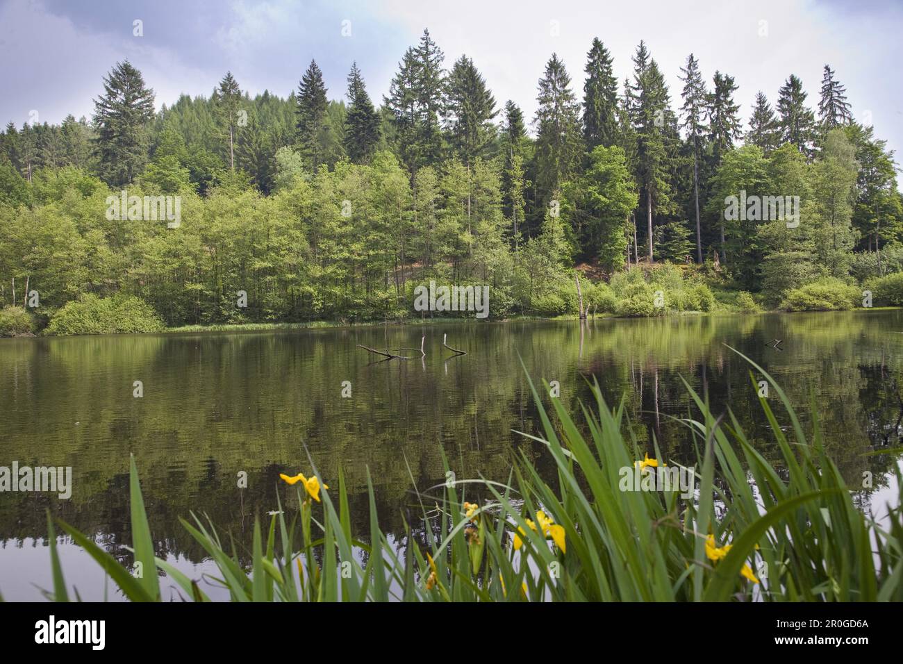 Lake, Neuhoefer Valley, Palatine Forest, Rhineland-Palentine, Germany ...