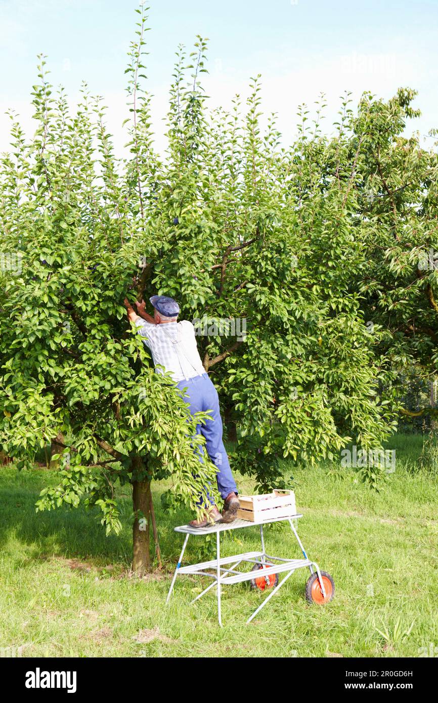 Fruit farmer harvesting plums, near Baden-Baden, Baden-Wuerttemberg ...