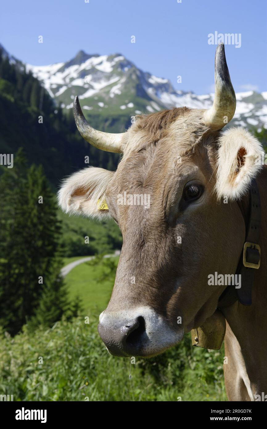 Milk cow, Hinterstein Valley, Bad Hindelang, Allgau, Swabia, Bavaria ...