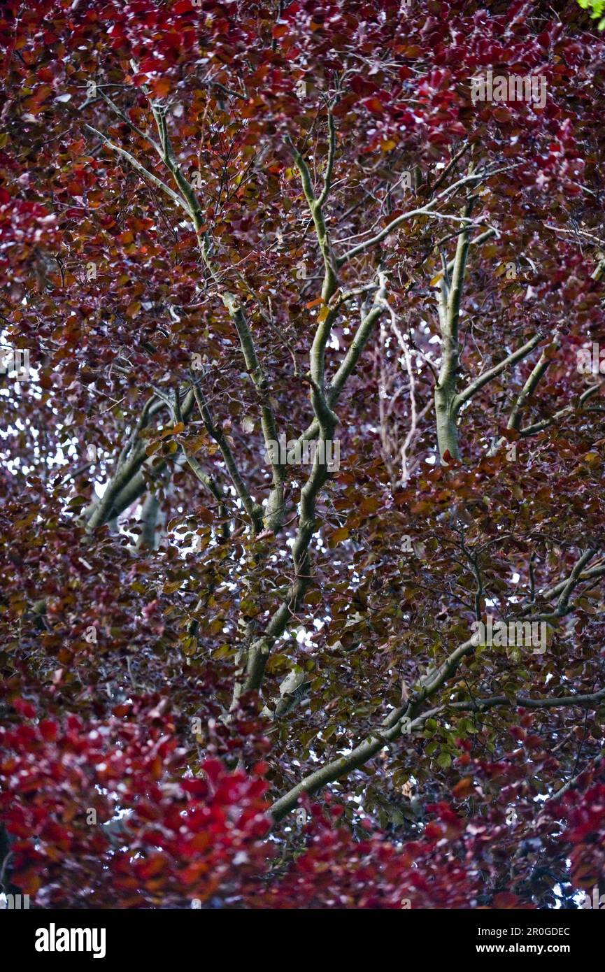 Close-up of a beech tree, Berg, Bavaria, Germany Stock Photo - Alamy