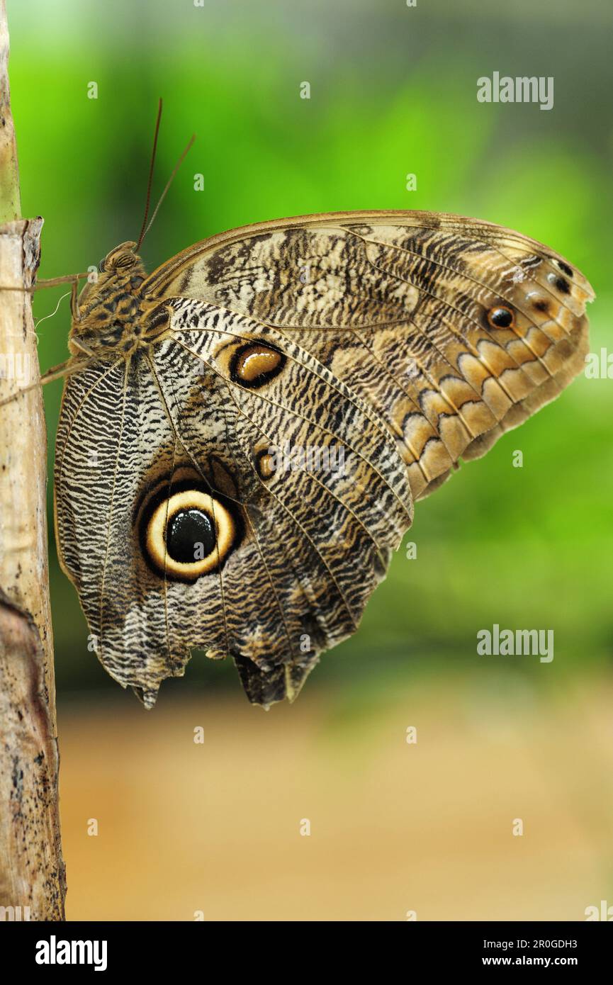 Close up of an owl butterfly, Caligo eurilochus, butterfly house ...