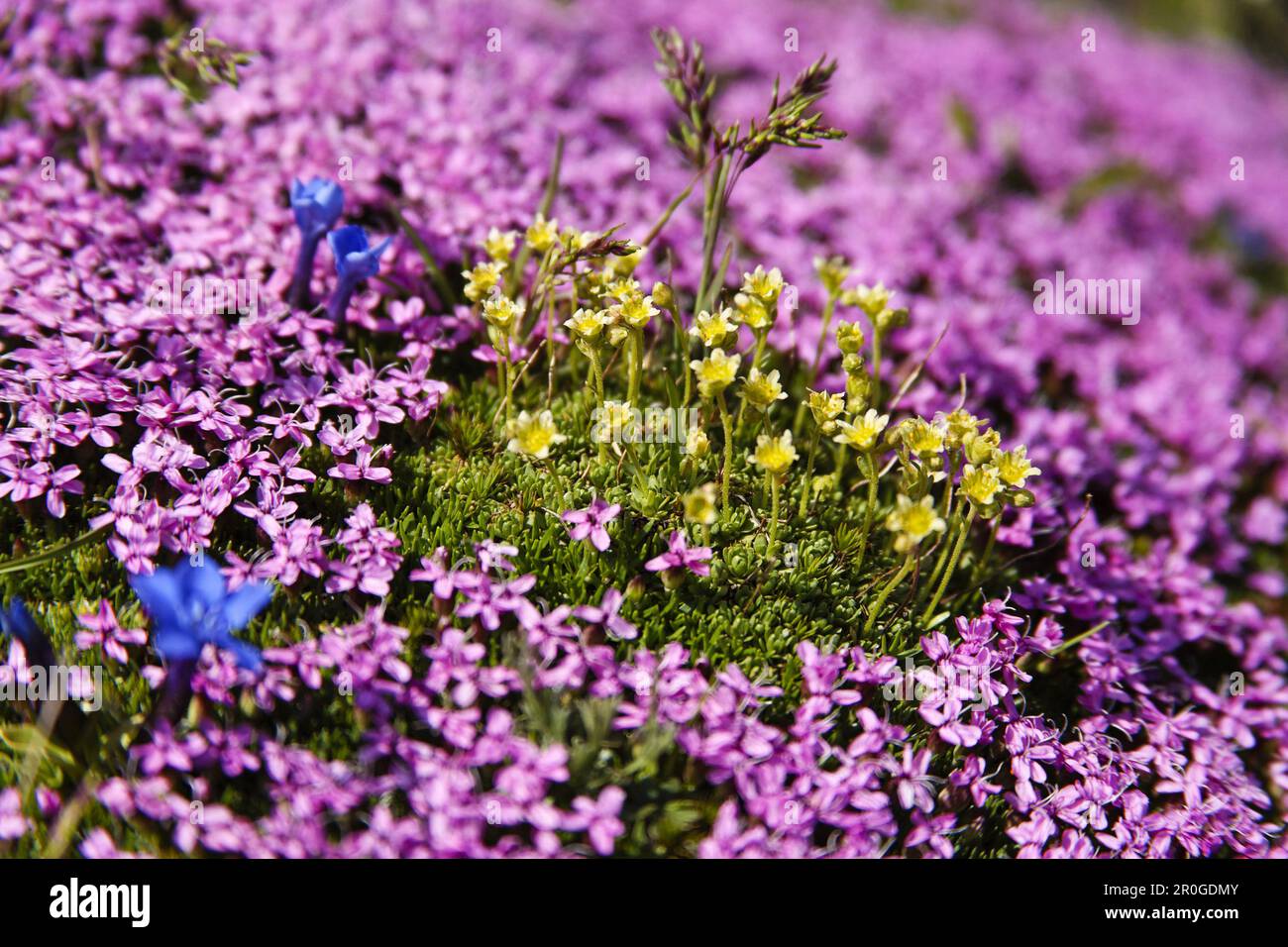 Moss campion (Silene acaulis Stock Photo - Alamy
