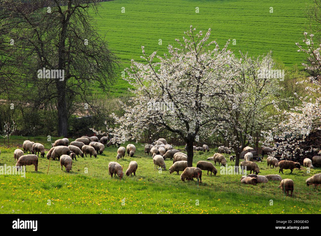 Flock of sheep under cherry blossom at Eggenen valley near Obereggenen ...