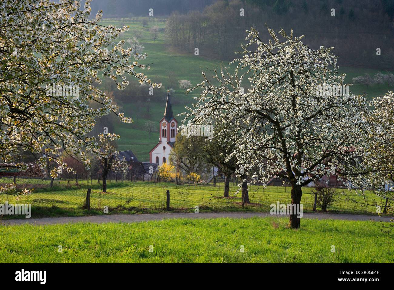 Cherry blossom at Eggenen valley near Feuerbach, Markgräfler Land ...