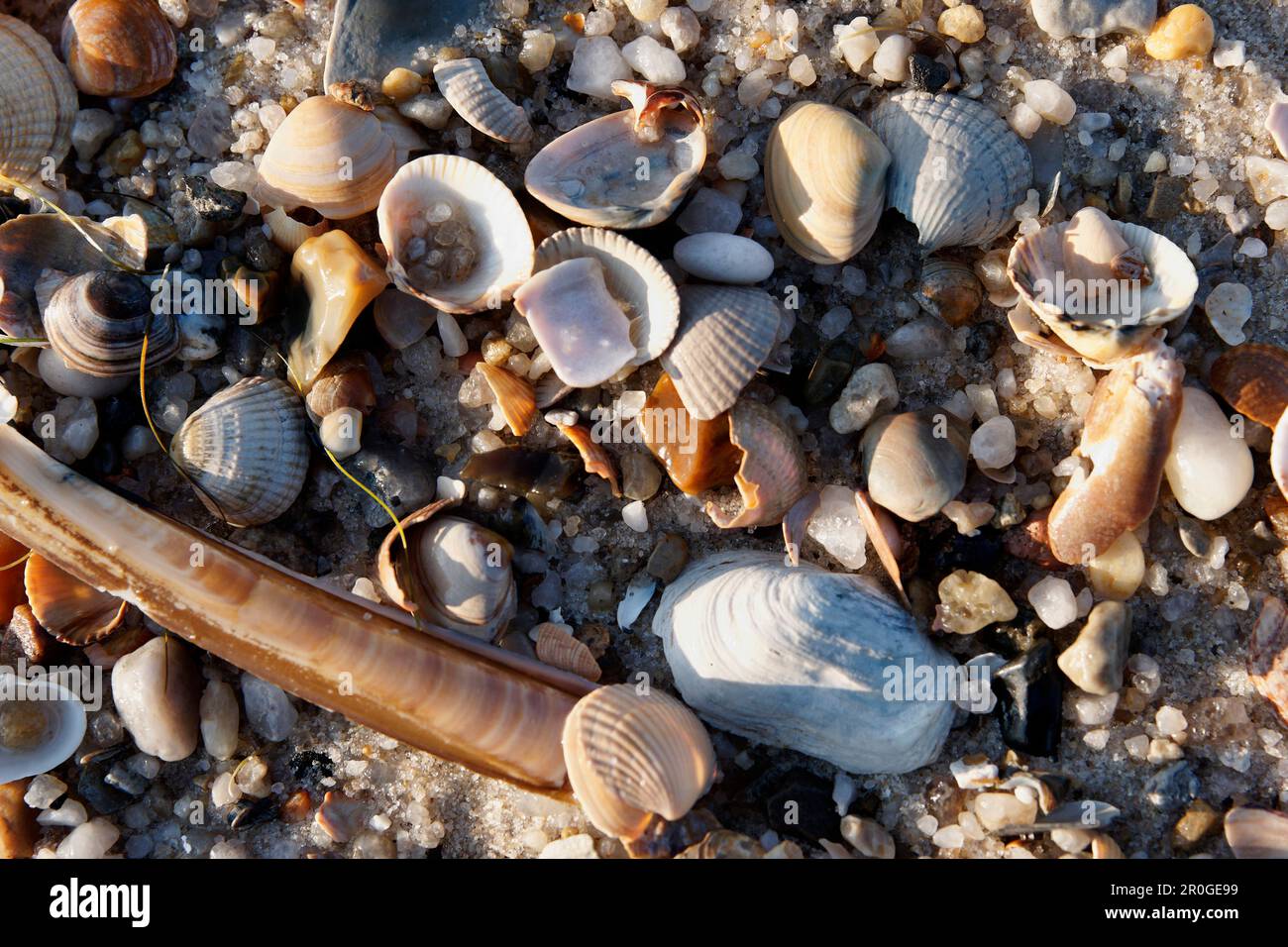 Sea shells on the beach at Hoernum Odde, Hoernum, Sylt, Schleswig ...
