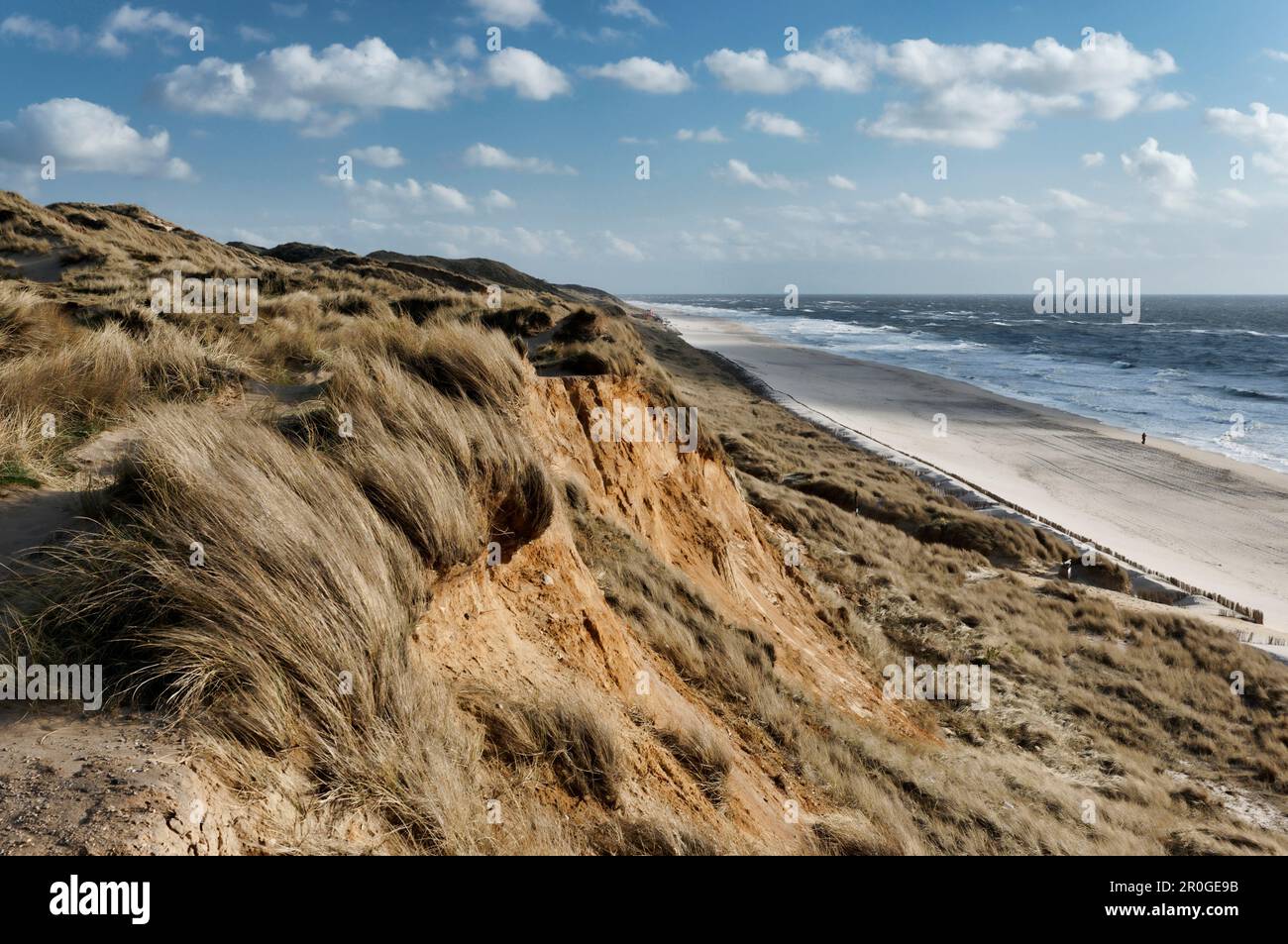 Nature Reserve Dune Countryside on Red Cliff in Kampen, Sylt, Schleswig ...