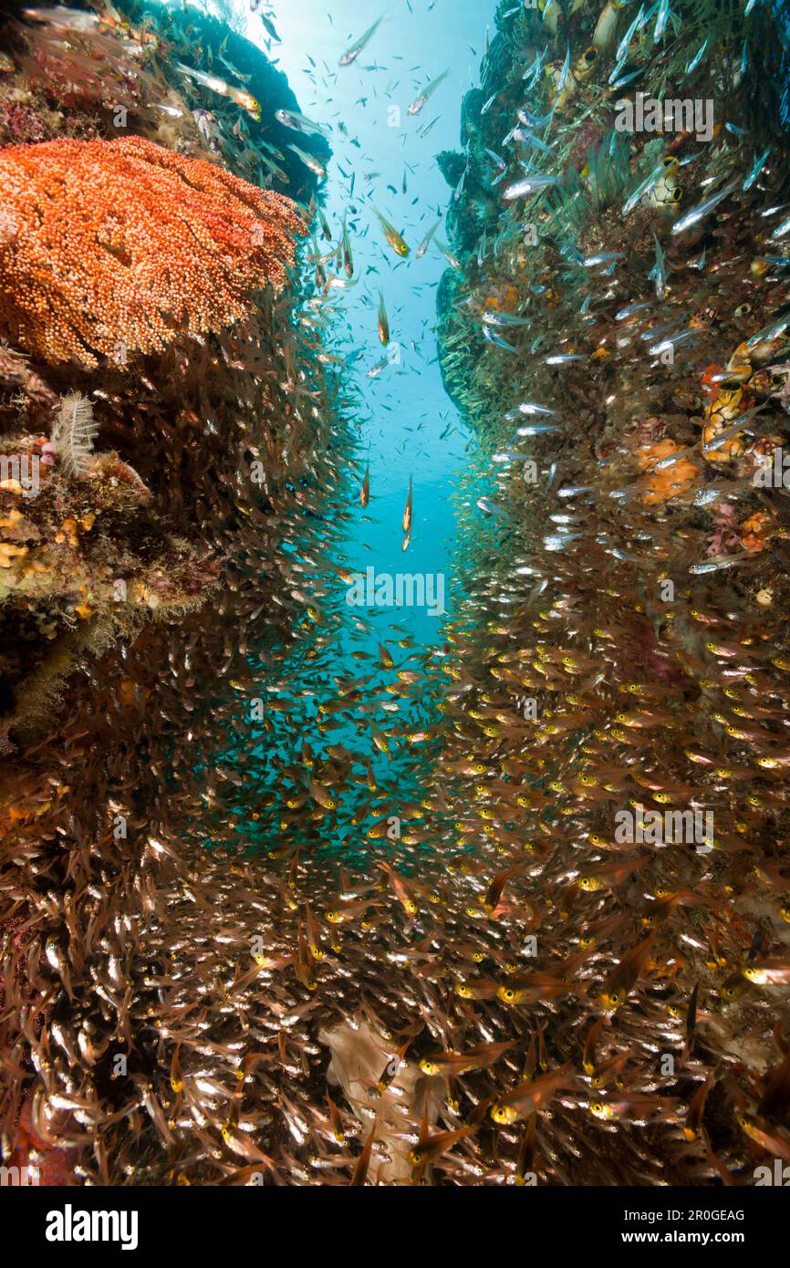 Pygmy Sweeper in Coral Reef, Parapriacanthus ransonneti, Raja Ampat ...
