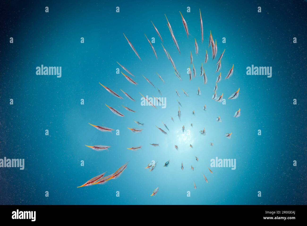 Shoal of Razorfish, Centriscus scutatus, Raja Ampat, West Papua ...