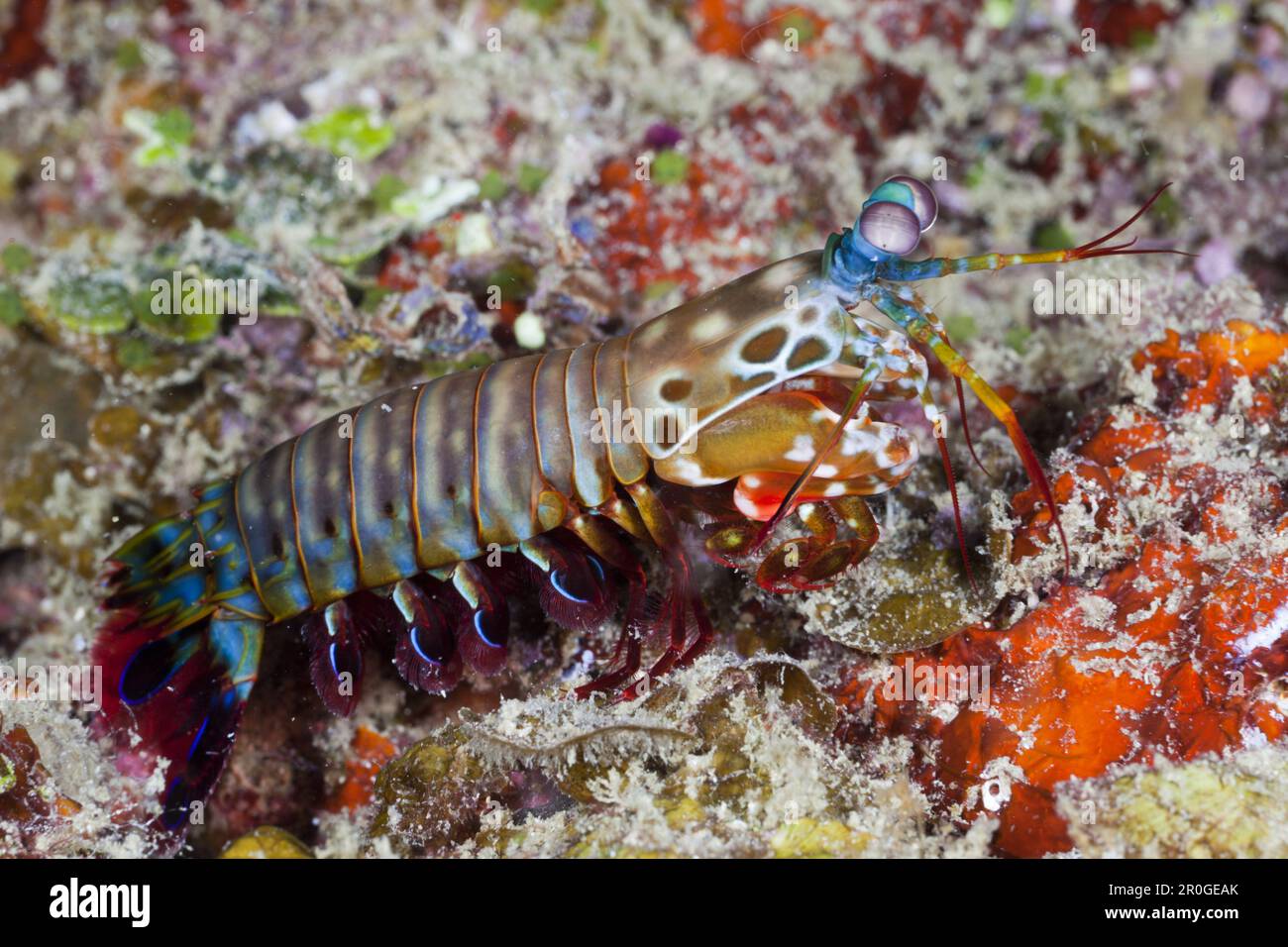 Mantis Shrimp, Odontodactylus scyllarus, Raja Ampat, West Papua ...