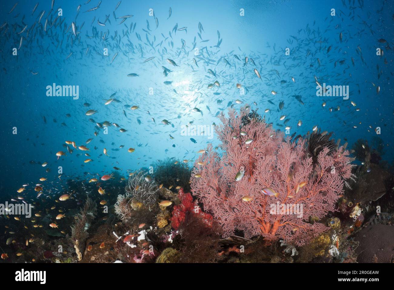 Red Seafan and Coral Fish, Melithaea sp., Raja Ampat, West Papua ...
