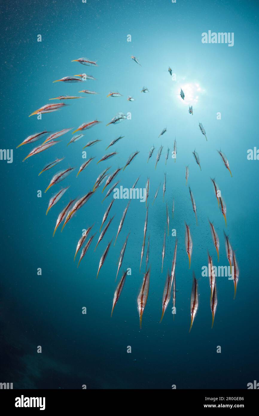 Shoal of Razorfish, Centriscus scutatus, Raja Ampat, West Papua ...