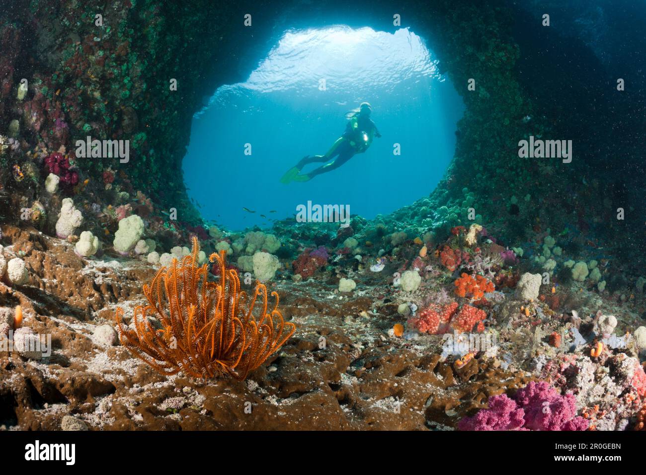 Scuba Diver in Grotto, Raja Ampat, West Papua, Indonesia Stock Photo ...