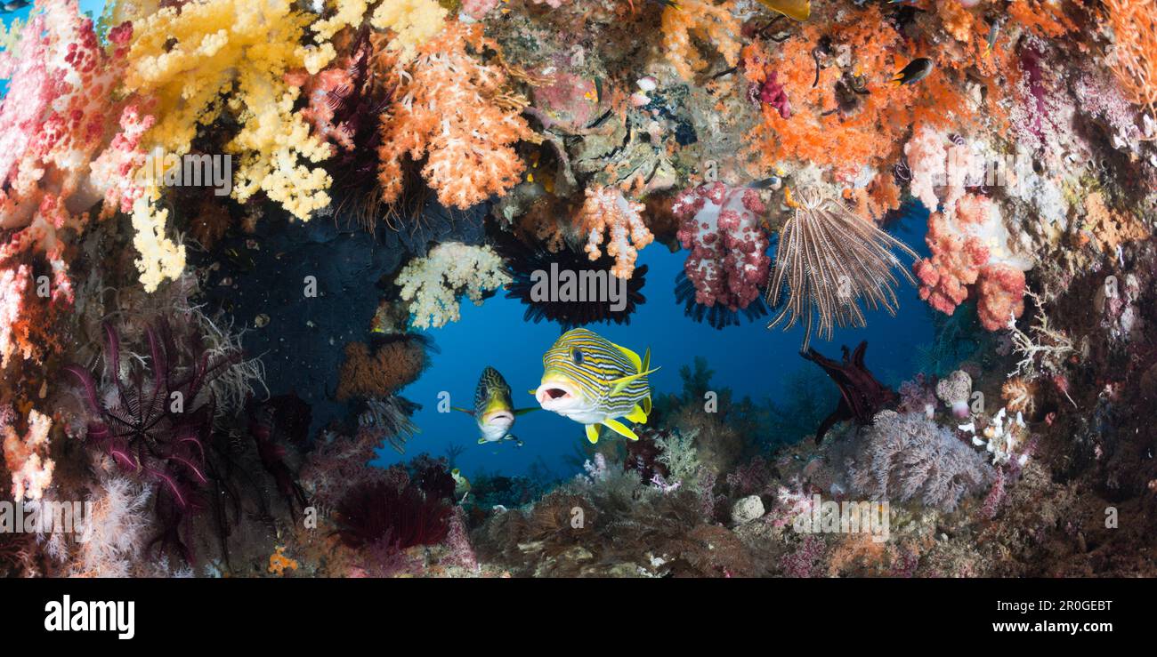 Yellow-ribbon Sweetlips between Soft Corals, Plectorhinchus polytaenia ...