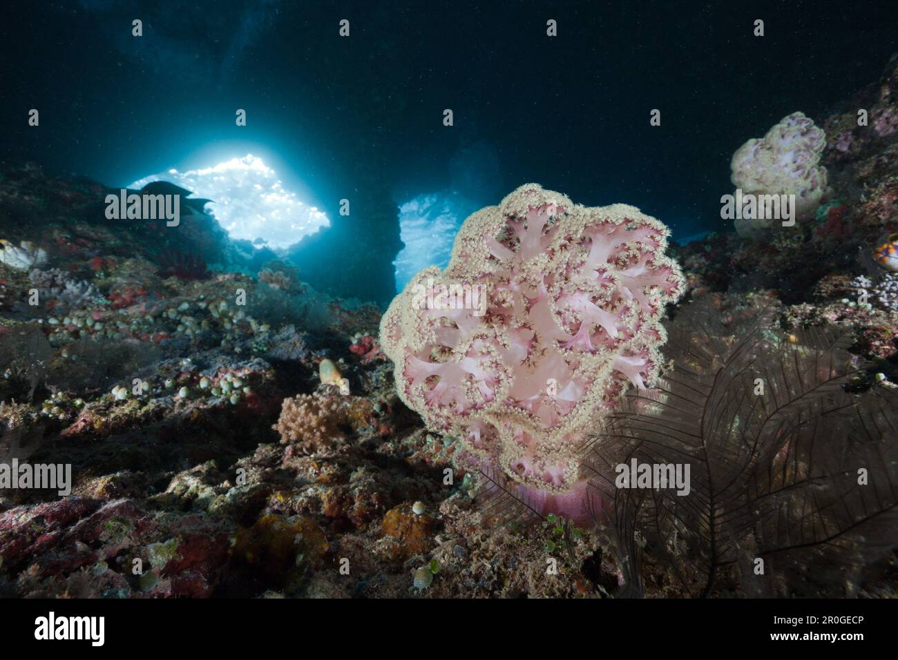 Soft Coral in Grotto, Dendronephthya mucronata, Raja Ampat, West Papua ...