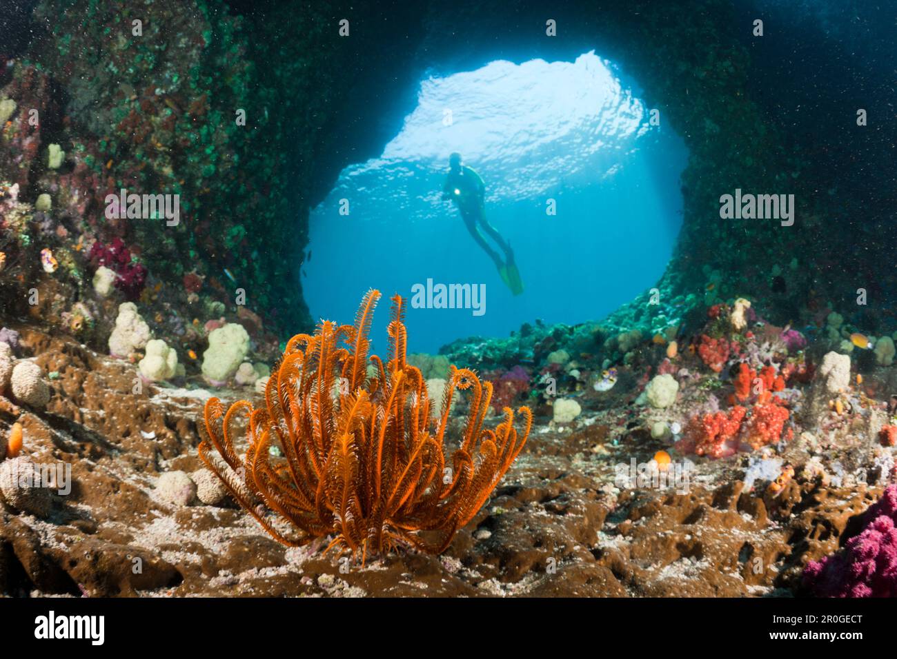 Scuba Diver in Grotto, Raja Ampat, West Papua, Indonesia Stock Photo ...