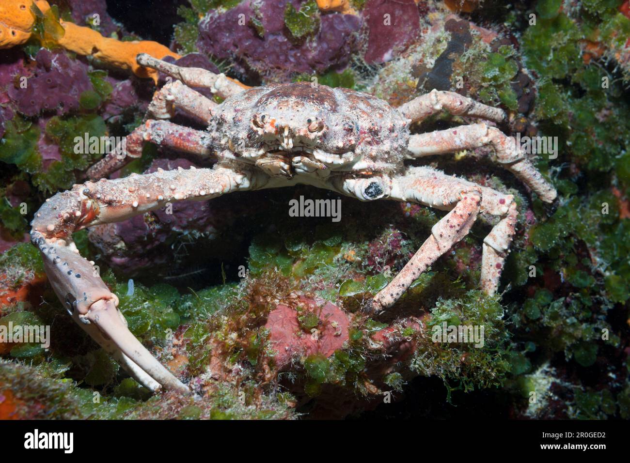 Reef Spider Crab, Mithrax spinosissimus, Cozumel, Caribbean Sea, Mexico ...