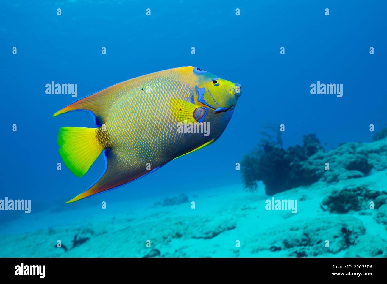 Queen Angelfish, Holacanthus ciliaris, Cozumel, Caribbean Sea, Mexico ...