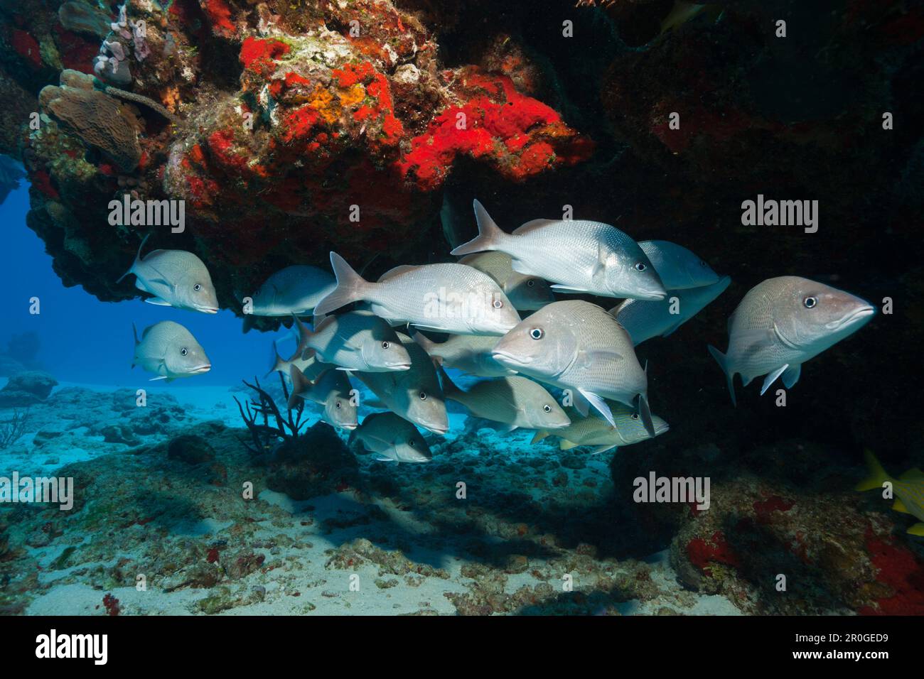 Shoal of Gray Snapper, Lutjanus griseus, Cozumel, Caribbean Sea, Mexico ...