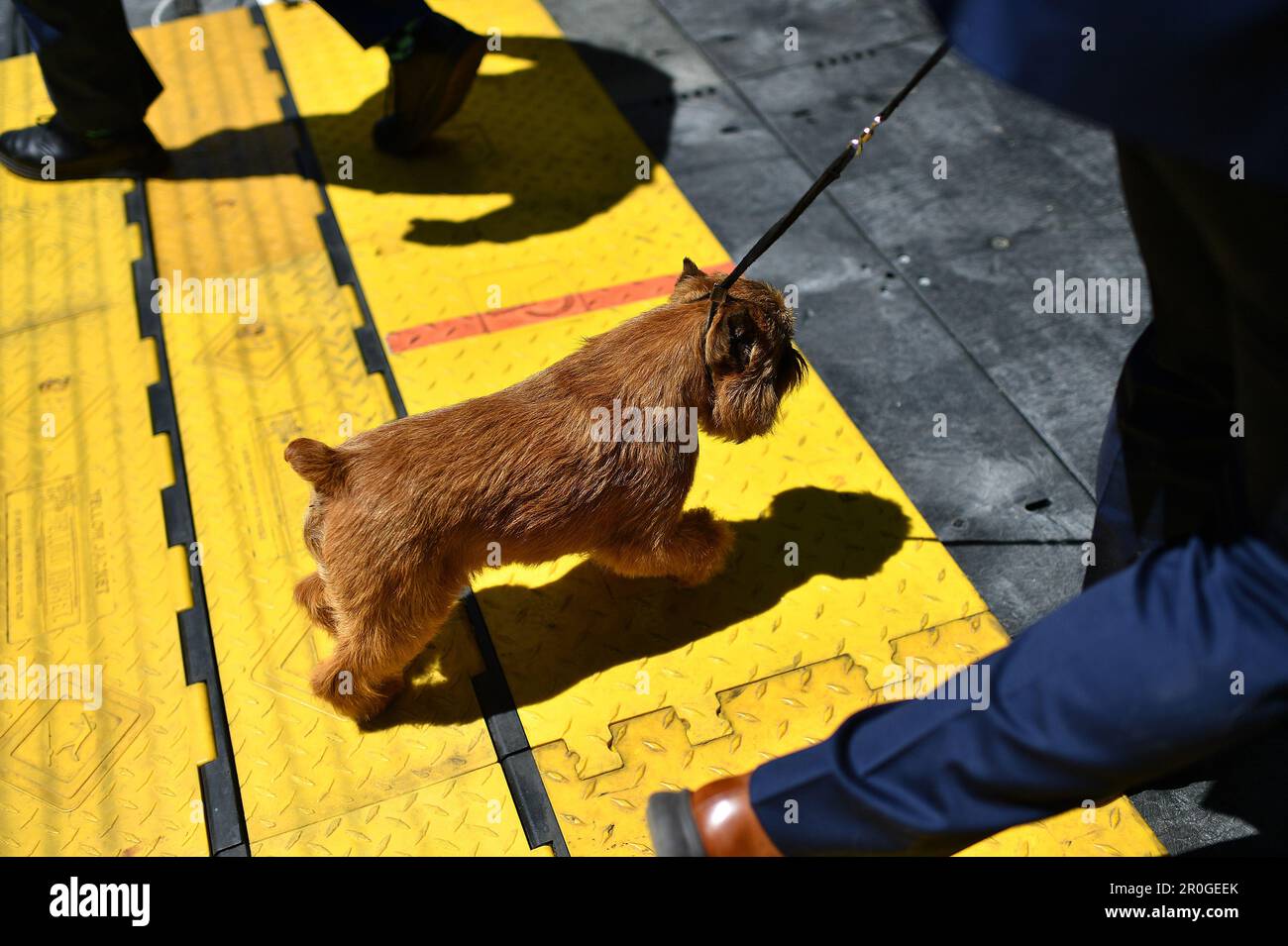 New York, USA. 08th May, 2023. A Griffon returns to the grooming tent ...