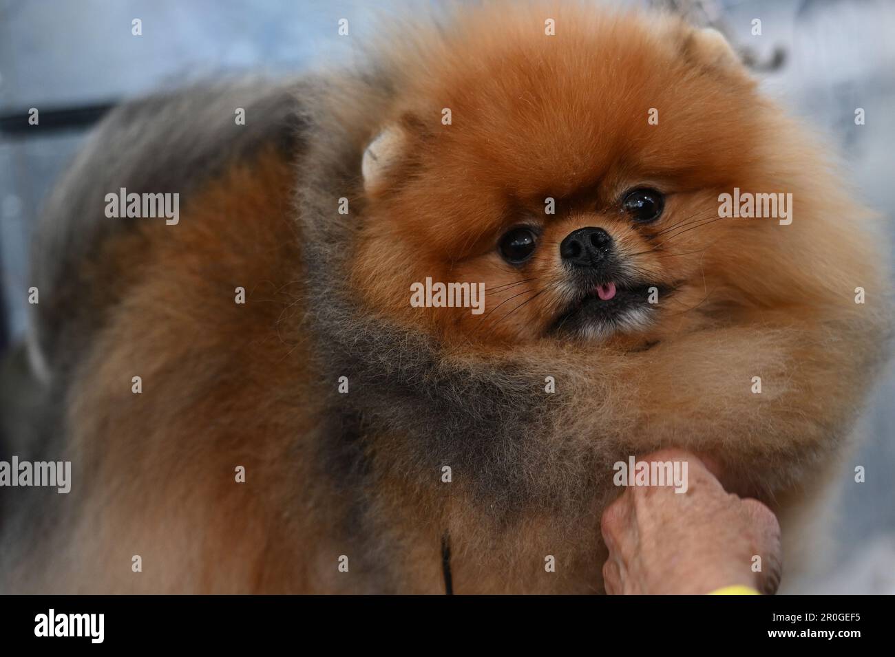 New York, USA. 08th May, 2023. A Pomeranian is groomed preparing for ...