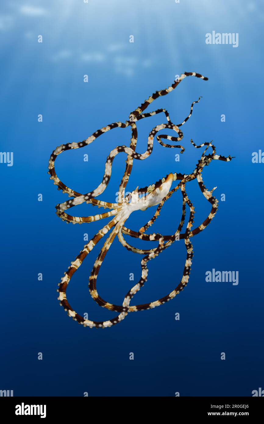 Wonderpus Octopus, Wunderpus photogenicus, Lembeh Strait, North ...