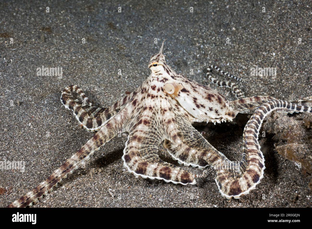 Mimic Octopus, Thaumoctopus mimicus, Lembeh Strait, North Sulawesi ...