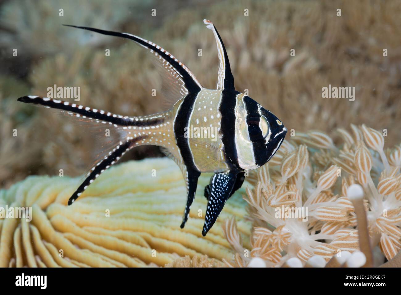 Snowflake Cardinalfish, Pterapogon kauderni, Lembeh Strait, North ...