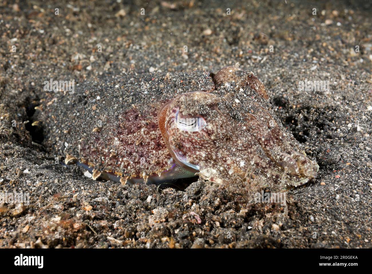 Cuttlefish camouflaged in Sand, Sepia sp., Lembeh Strait, North ...