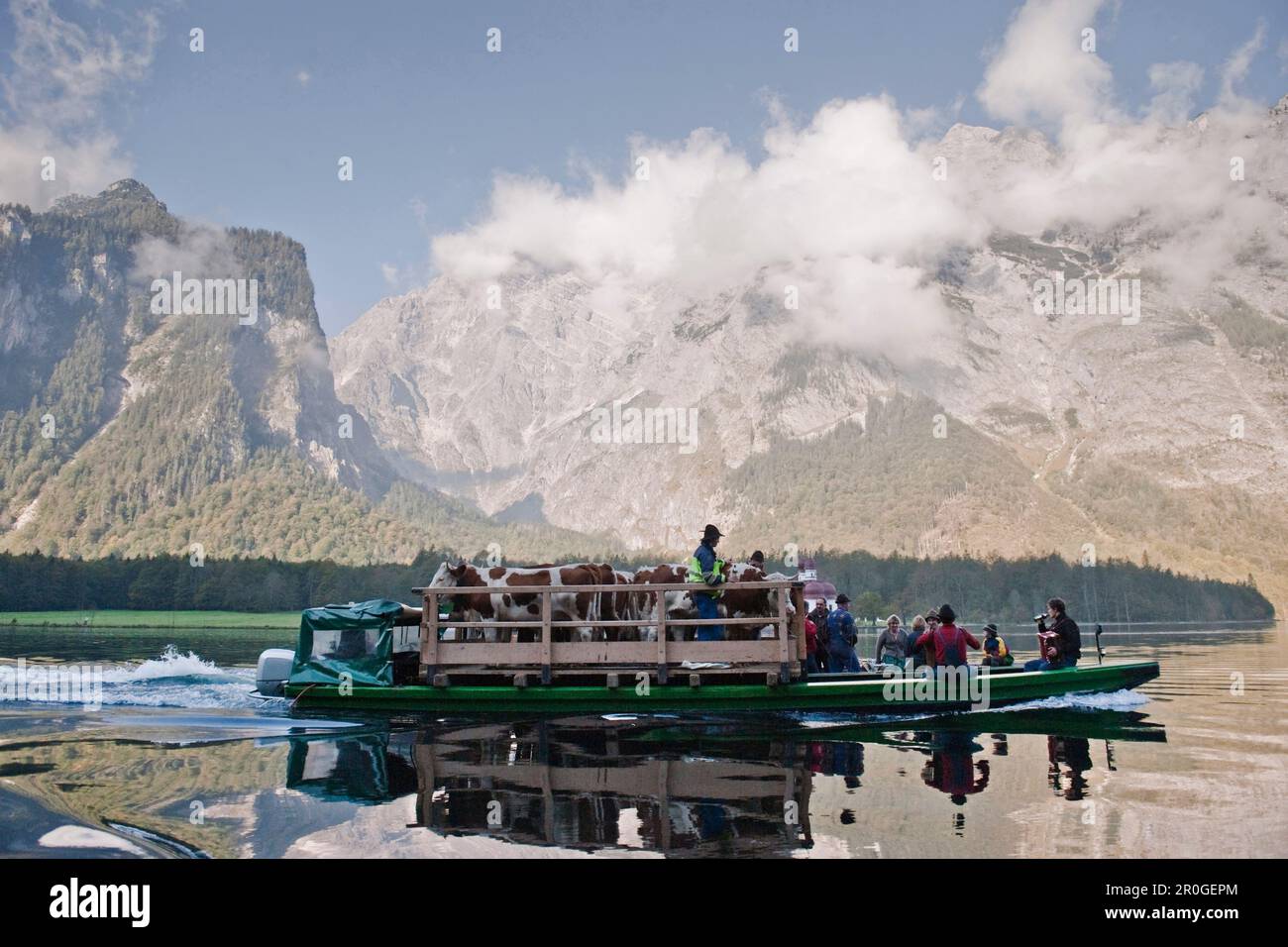 Almabtrieb, Konigssee, Berchtesgadener Land, Upper Bavaria, Germany ...