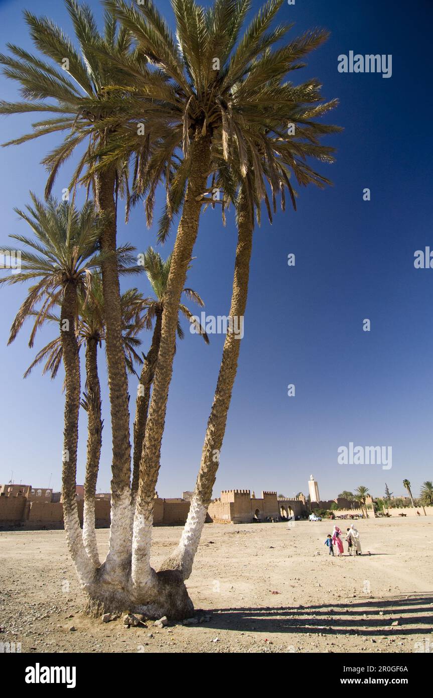 Palm trees, Taroudant, Morocco, North Africa, Africa Stock Photo - Alamy