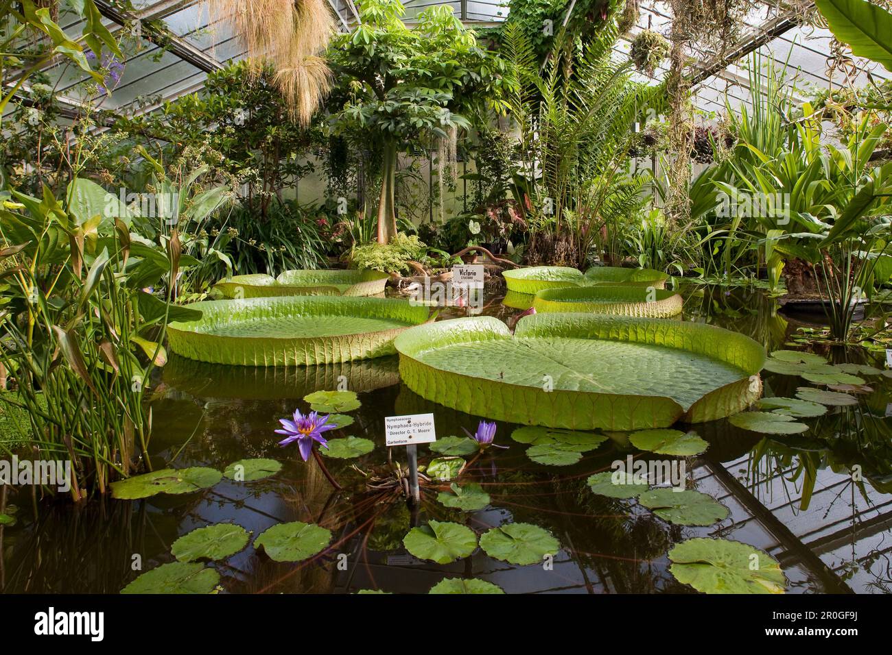 Giant water lily, Old Botanical Garden of University, Gottingen, Lower ...