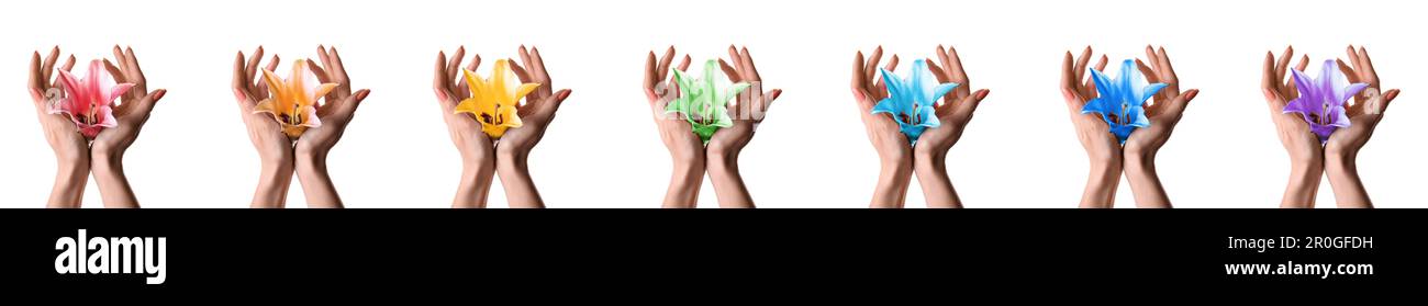 Collage of female hands holding colorful lily flowers on white ...