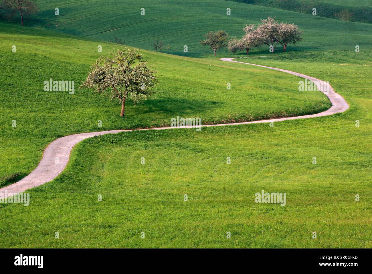 Path with blossoming fruit trees, Hessische Bergstrasse, Hesse, Germany ...