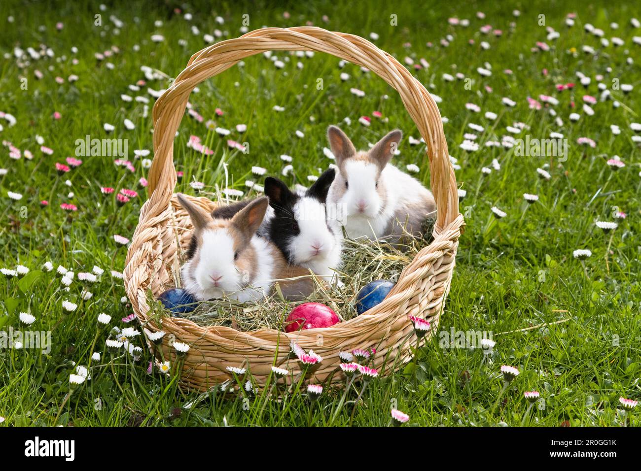 Three rabbits in an Easter basket, Oryctolagus cuniculus, Bavaria ...