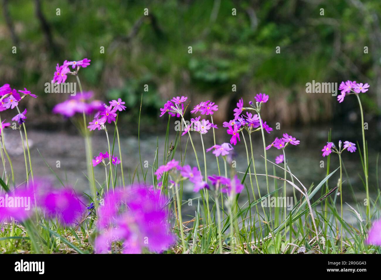 Bird's-eye primrose (Primula farinosa), Upper Bavaria, Germany Stock ...