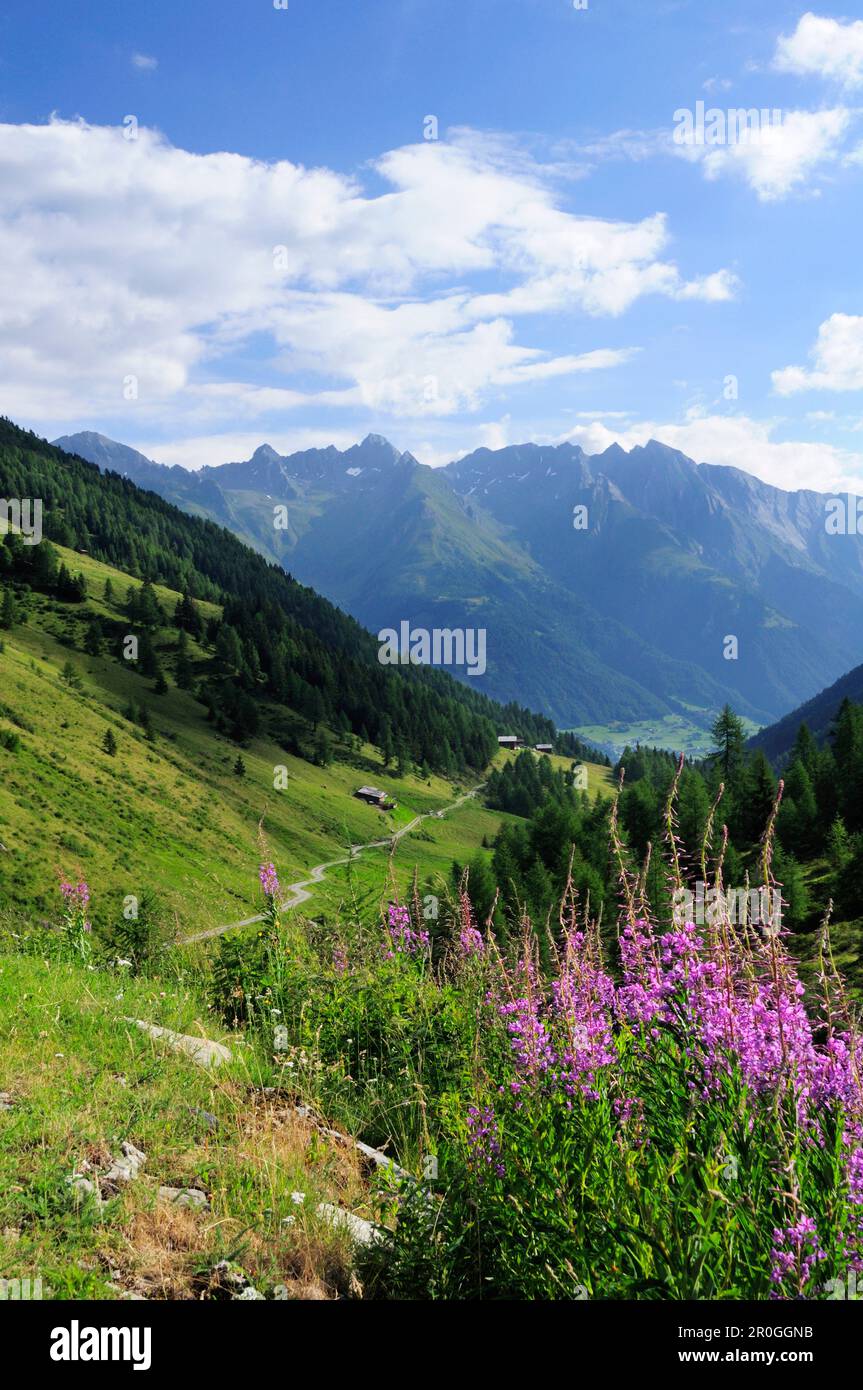 Flowering meadow in the valley of Mullitztal, Lasoerling, valley of ...