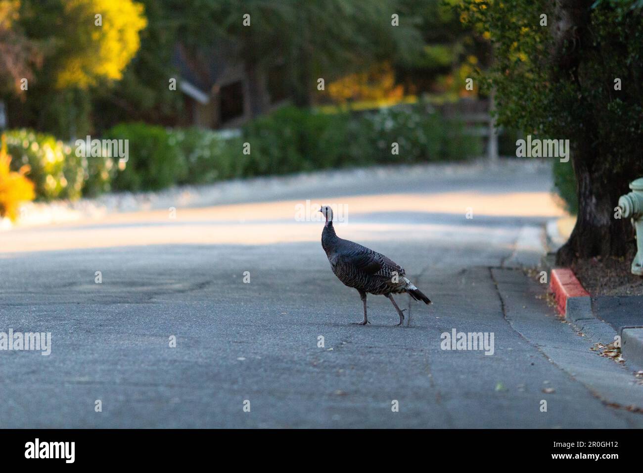 Tom and hen turkeys hi-res stock photography and images - Alamy