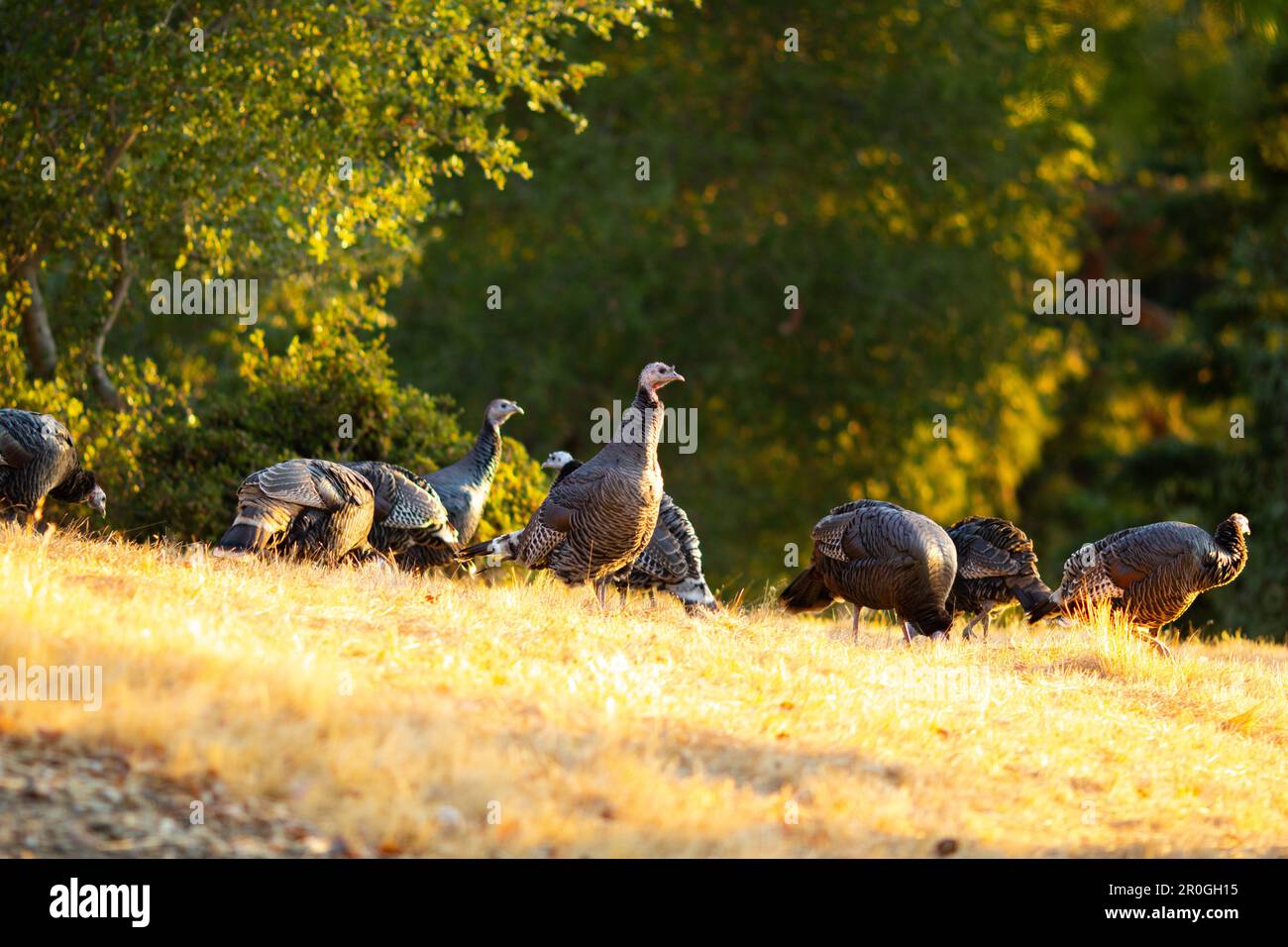 Tom and hen turkeys hi-res stock photography and images - Alamy