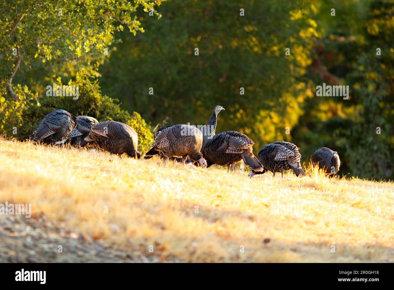 Tom and hen turkeys hi-res stock photography and images - Alamy