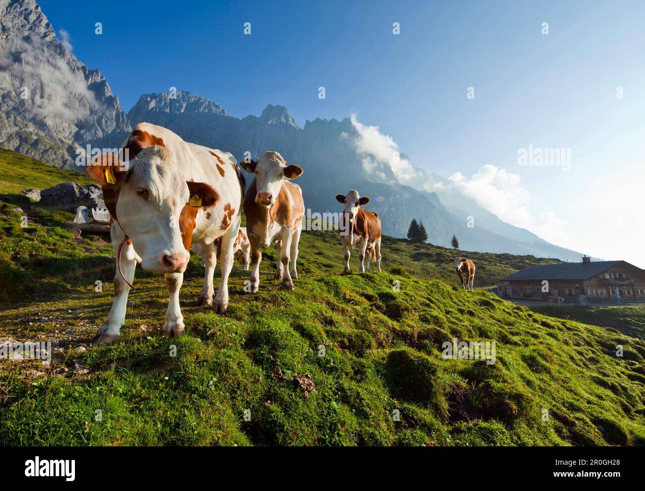 Alpine trail in the region of Hochkönig, Salzburger Land, Austria Stock ...