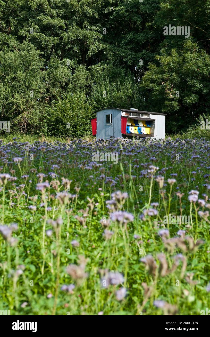 Beehive cart, beekeeping, Island of Rügen, Mecklenburg-Vorpommern ...